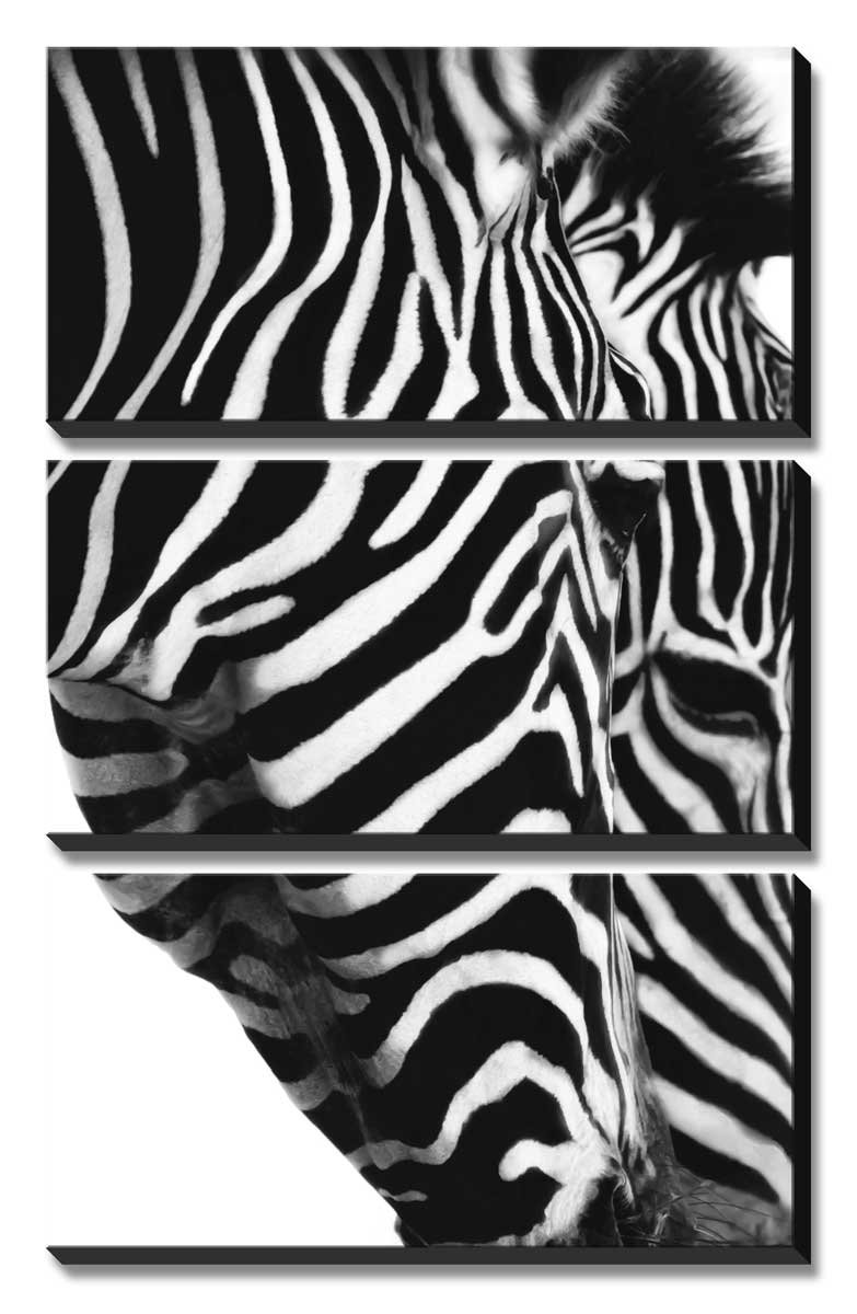 World Menagerie 'Partners in Crime' - 3 Piece Wrapped Canvas Photograph ...