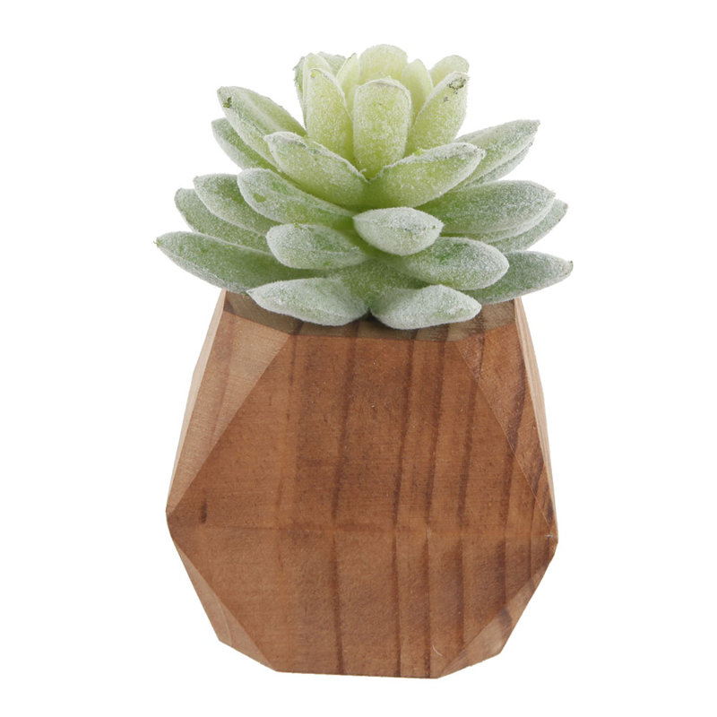 Wrought Studio 2 Piece Succulent Plant Set in Pot & Reviews - Wayfair ...