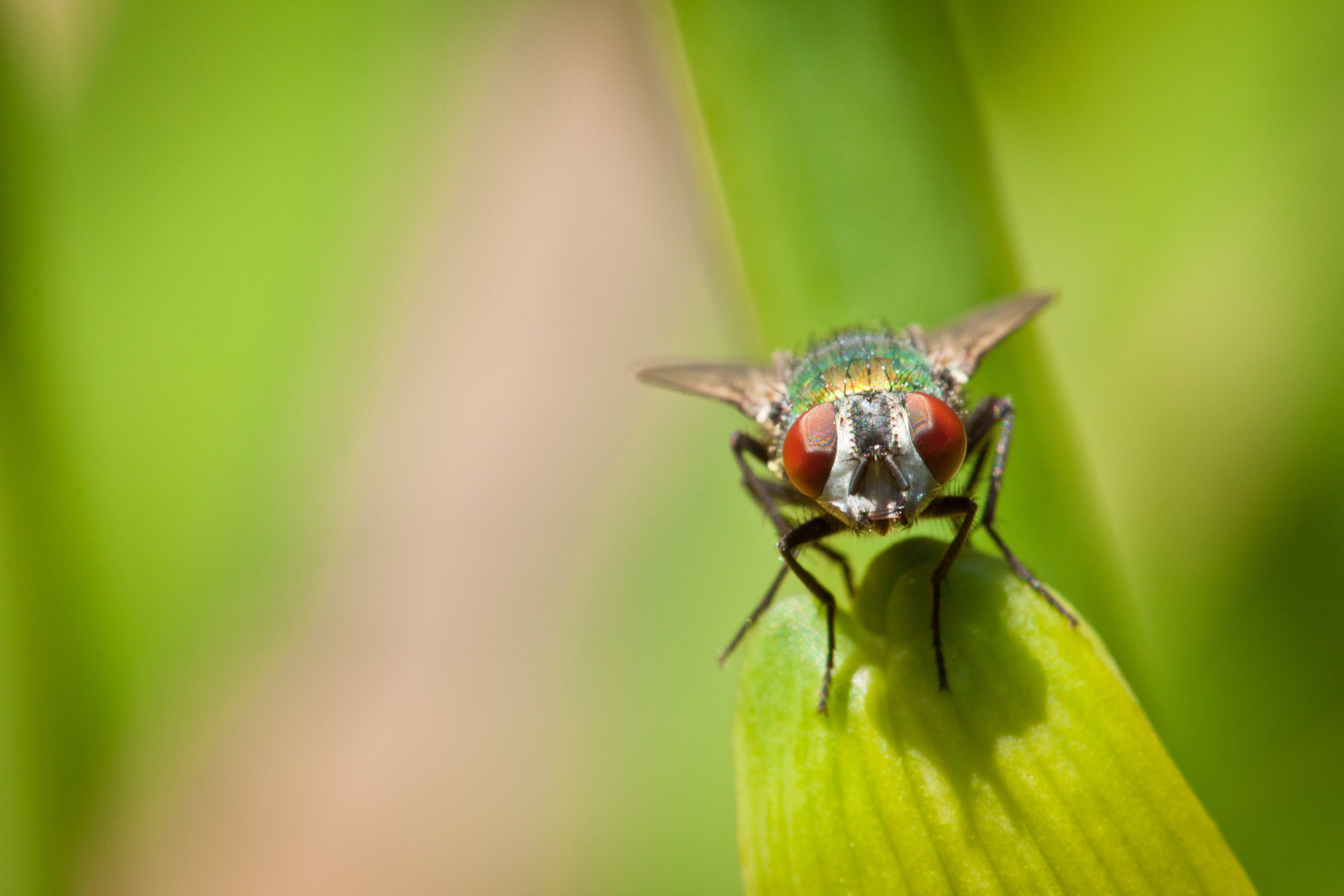Hokku Designs Fly Looking At Camera - Wayfair Canada