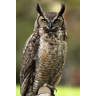 Millwood Pines An Owl with a Stoic Look on It's Face by Megan Lorenz ...