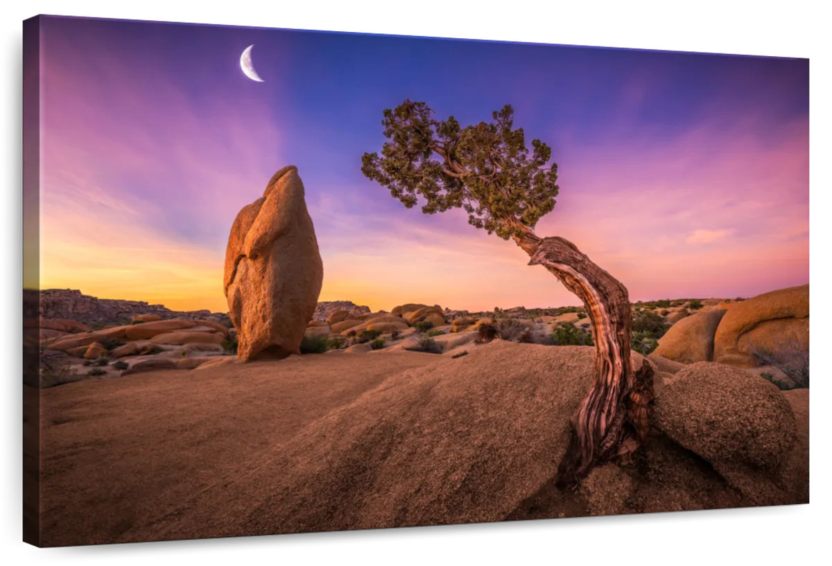 Lark Manor Harnek Juniper Tree At Sunset - Wayfair Canada