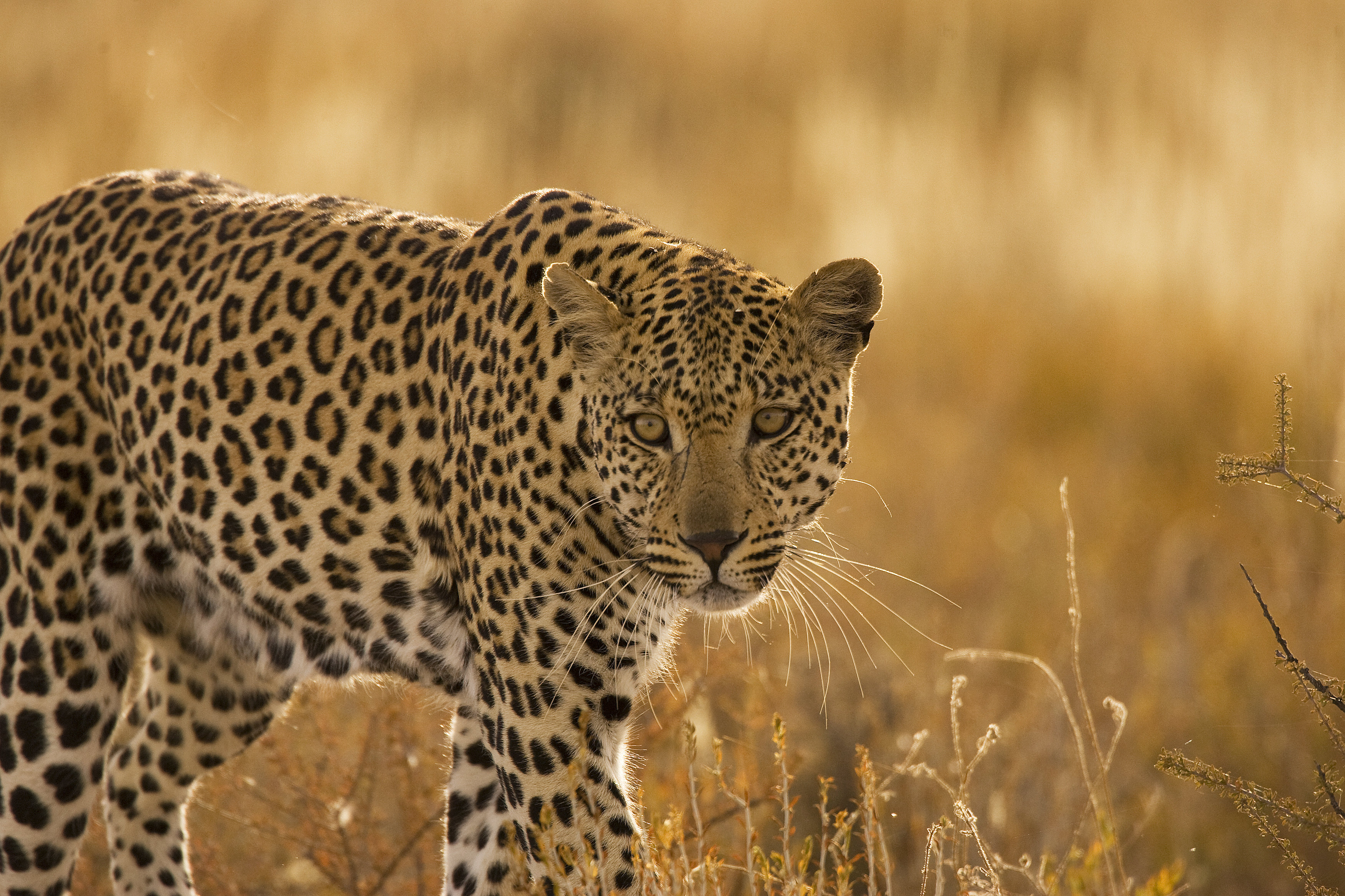 Ebern Designs Kgalagadi Leopard - Wrapped Canvas Photograph | Wayfair