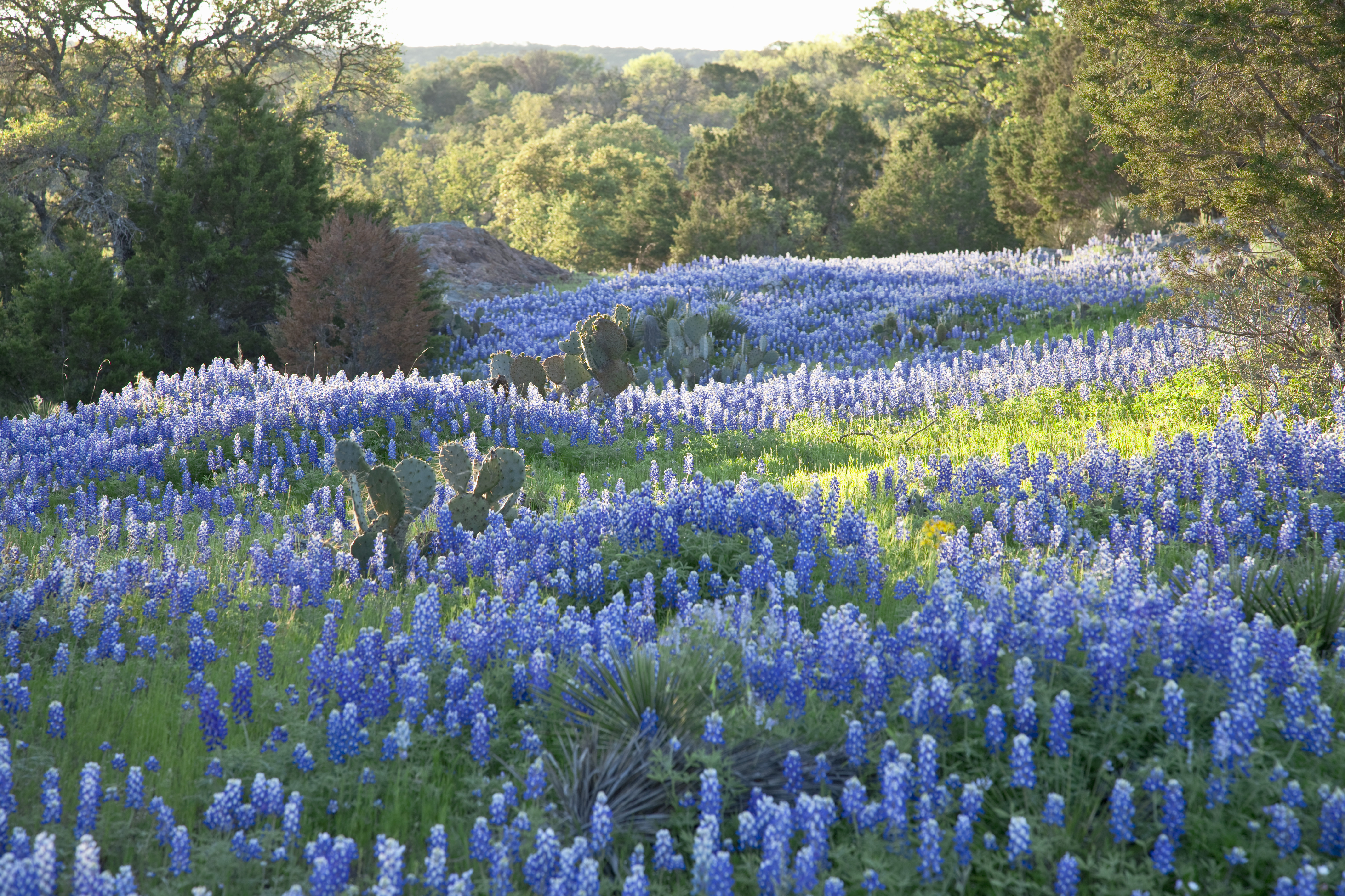 Ebern Designs Field of Texas Bluebonnets Skimmed By Morning Sun by ...