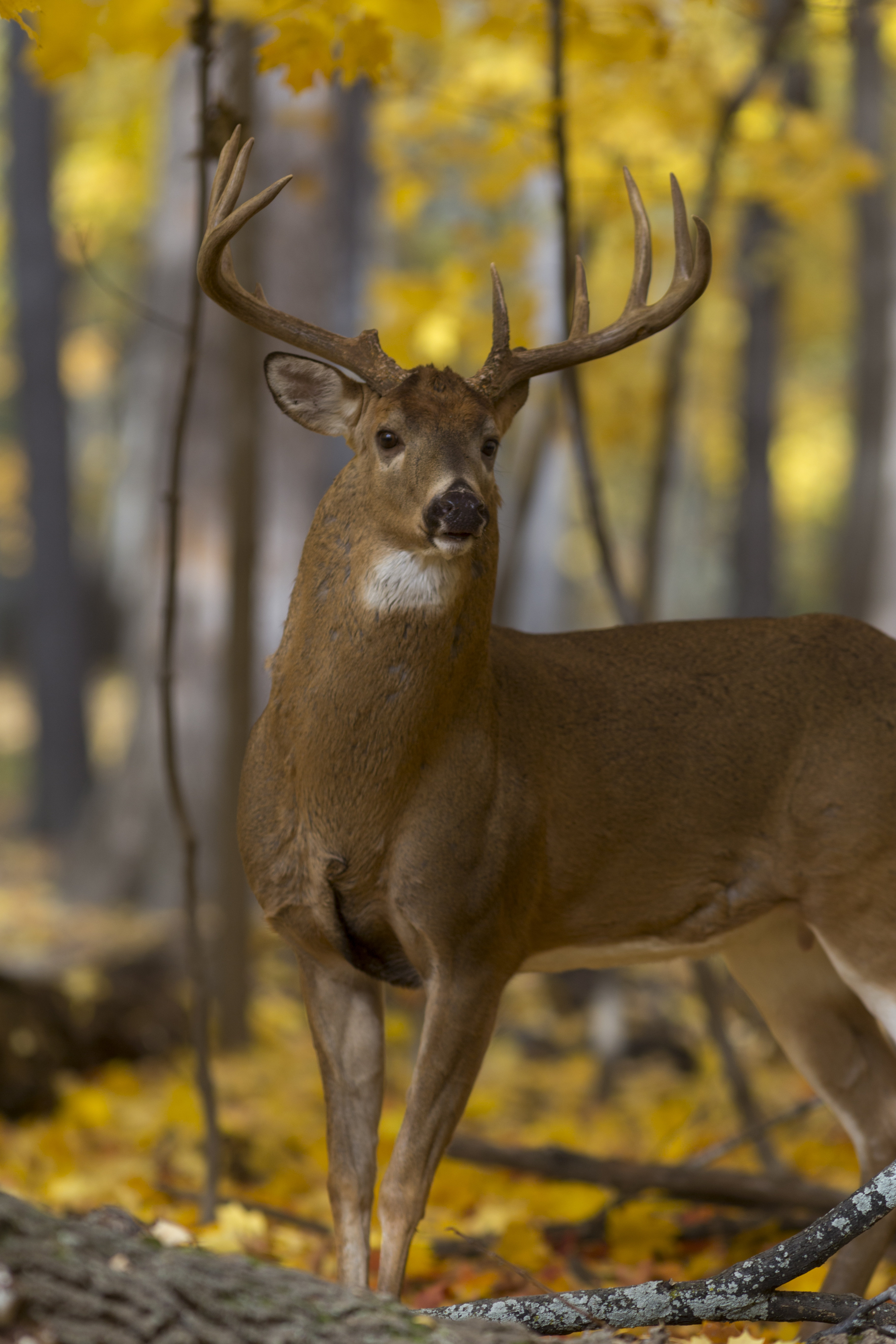 Millwood Pines Majestic Buck - Wrapped Canvas Photograph | Wayfair