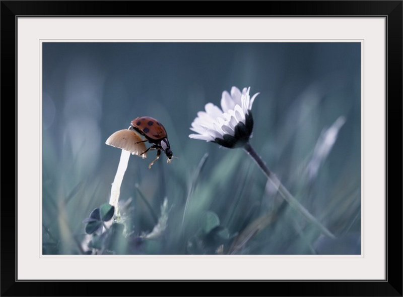 The Twillery Co. Straub The Lady Bug the Mushroom and the Beautiful ...