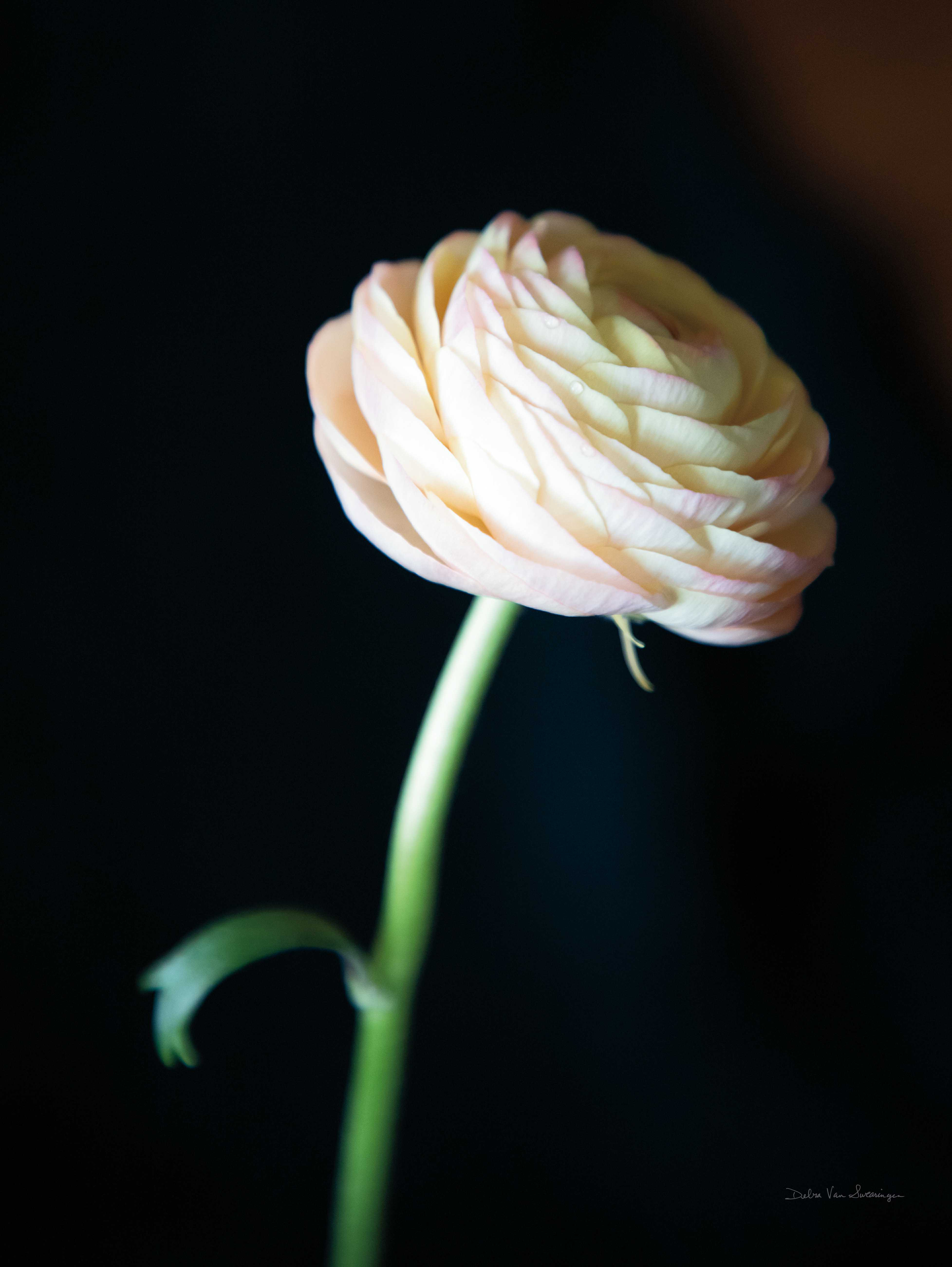 Hokku Designs Single Ranunculus I - Wayfair Canada