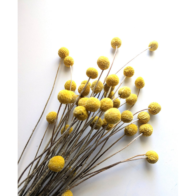 Primrue Preserved Billy Buttons Arrangement in Vase - Wayfair Canada