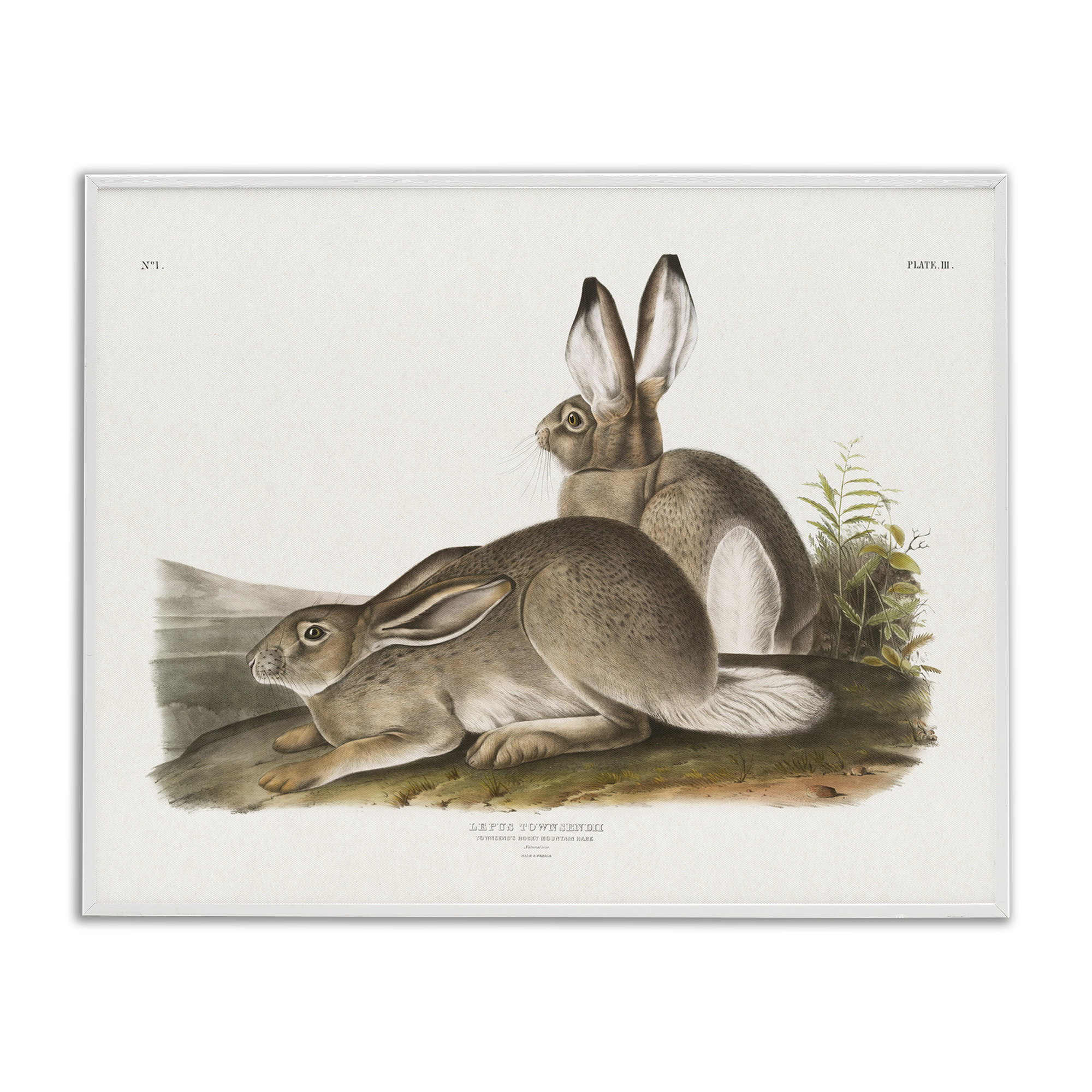Stupell Industries Traditional Cottage Hare White Framed Giclee Art by ...