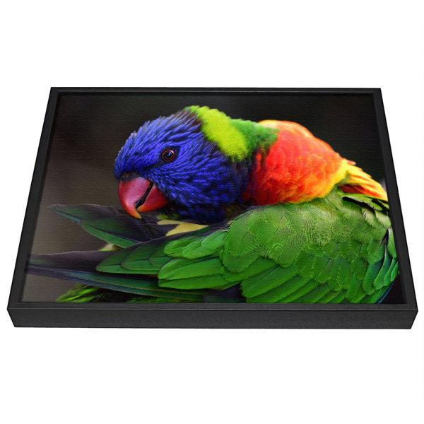 Bay Isle Home Colourful Parrot Feather Peck - Single Picture Frame ...