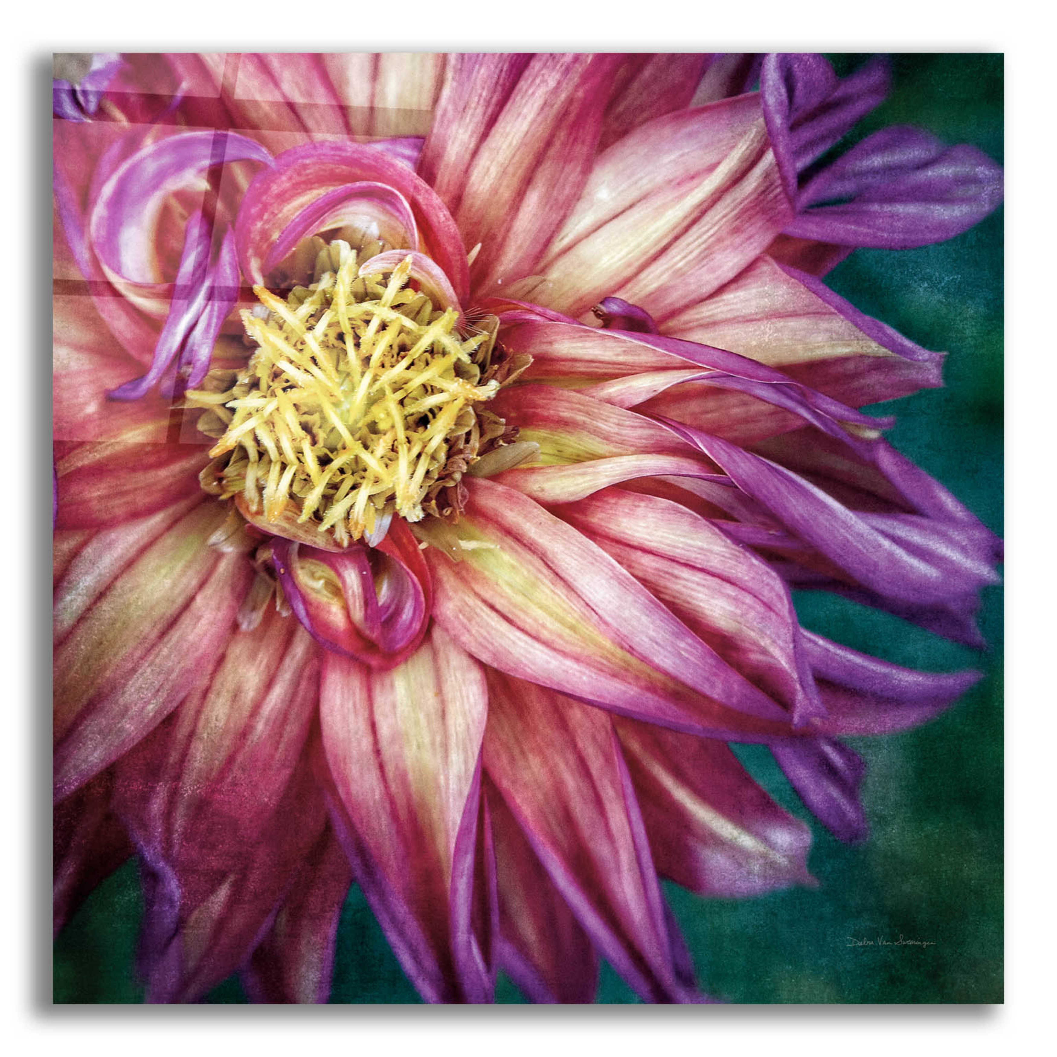 Red Barrel Studio® ''Dahlia I'' By Debra Van Swearingen, Acrylic Glass ...