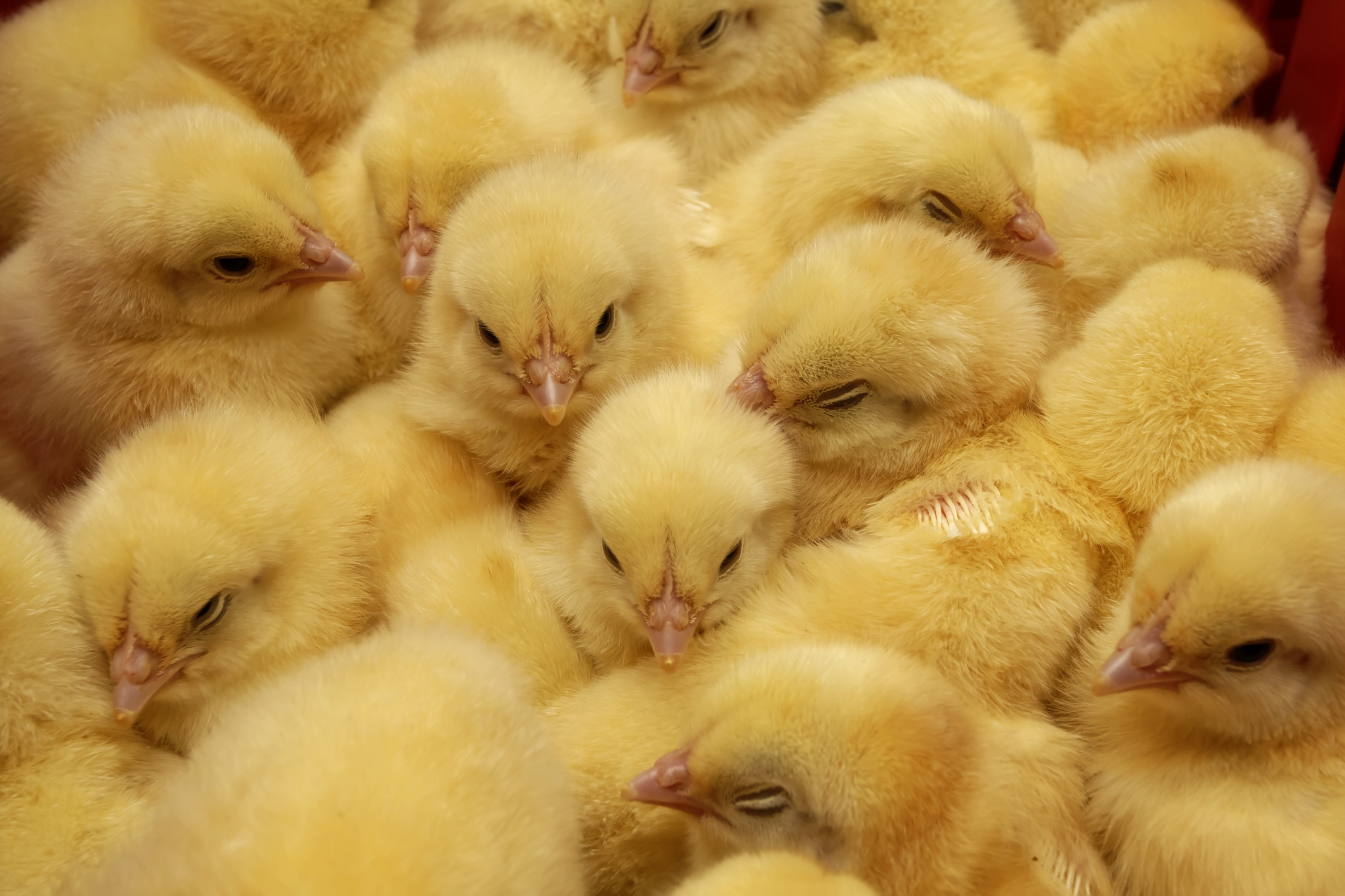 Gracie Oaks Chick by - Wrapped Canvas Photograph - Wayfair Canada