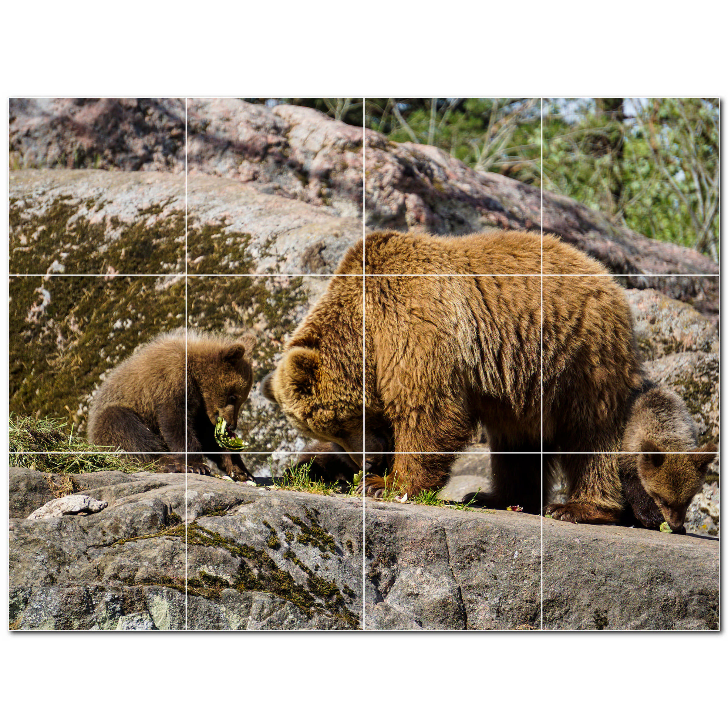 Picture-Tiles.com Bear Photo 4.25'' x 4.25'' Satin Ceramic Decorative ...