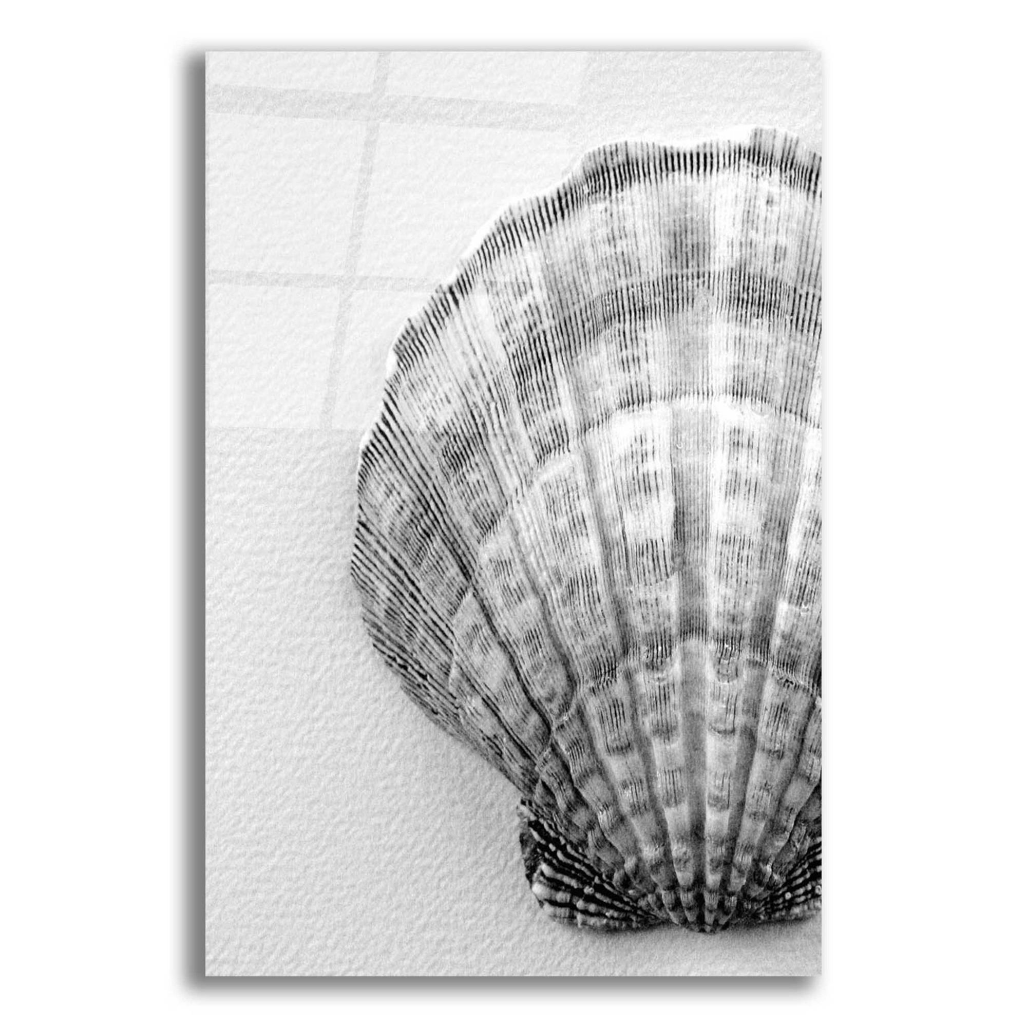Dovecove 'On The Half Shell' By Debra Van Swearingen, Acrylic Glass ...