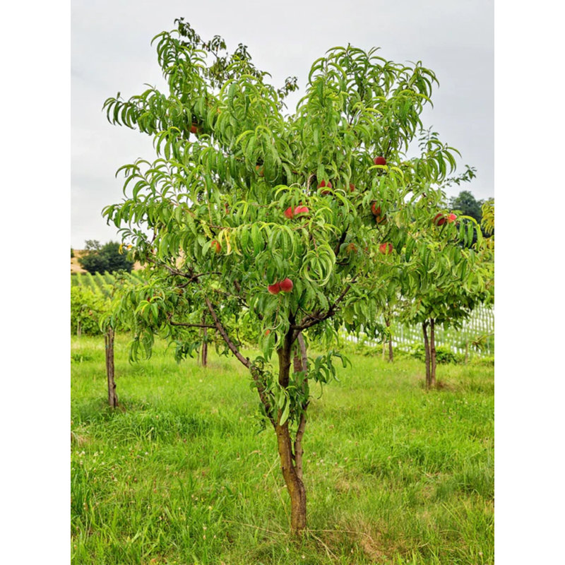 American Plant Exchange Fruit Trees Belle of Georgia Peach Outdoor ...