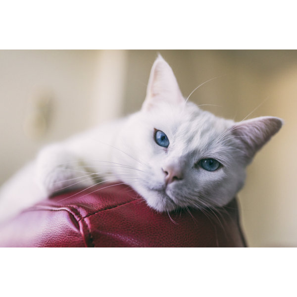 17 Stories Female Turkish Angora Cat by Instants - No Frame Art Prints ...