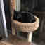 Prestige Cat Trees 56" Double Scratching Post Cat Condo & Reviews | Wayfair