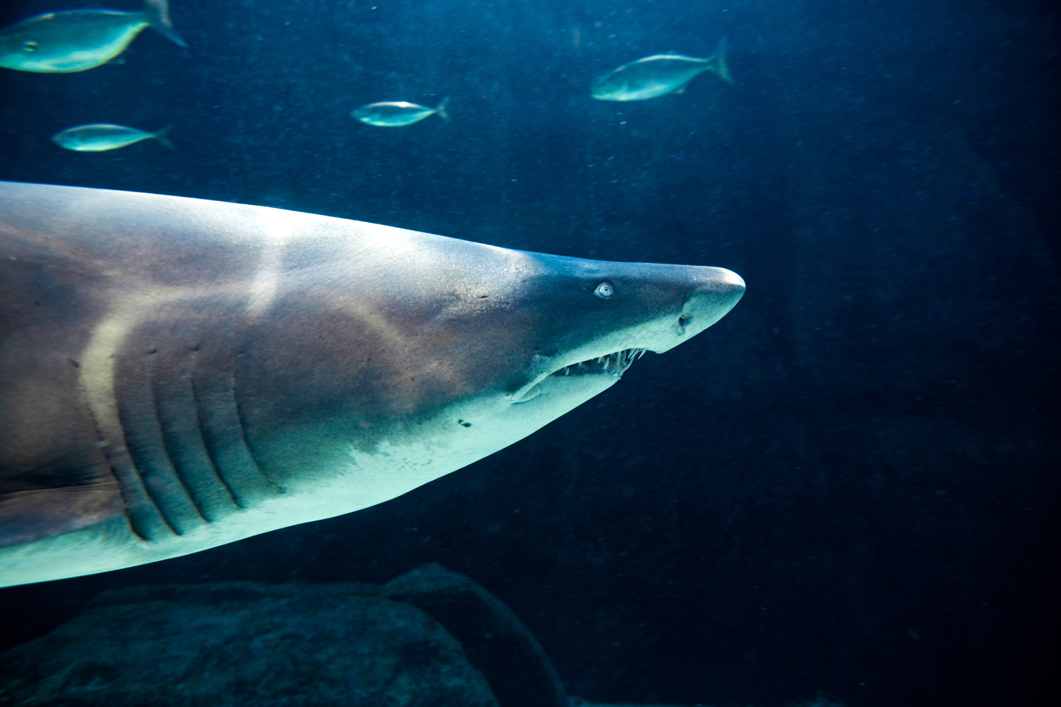 House of Hampton Ragged tooth shark | Wayfair.co.uk