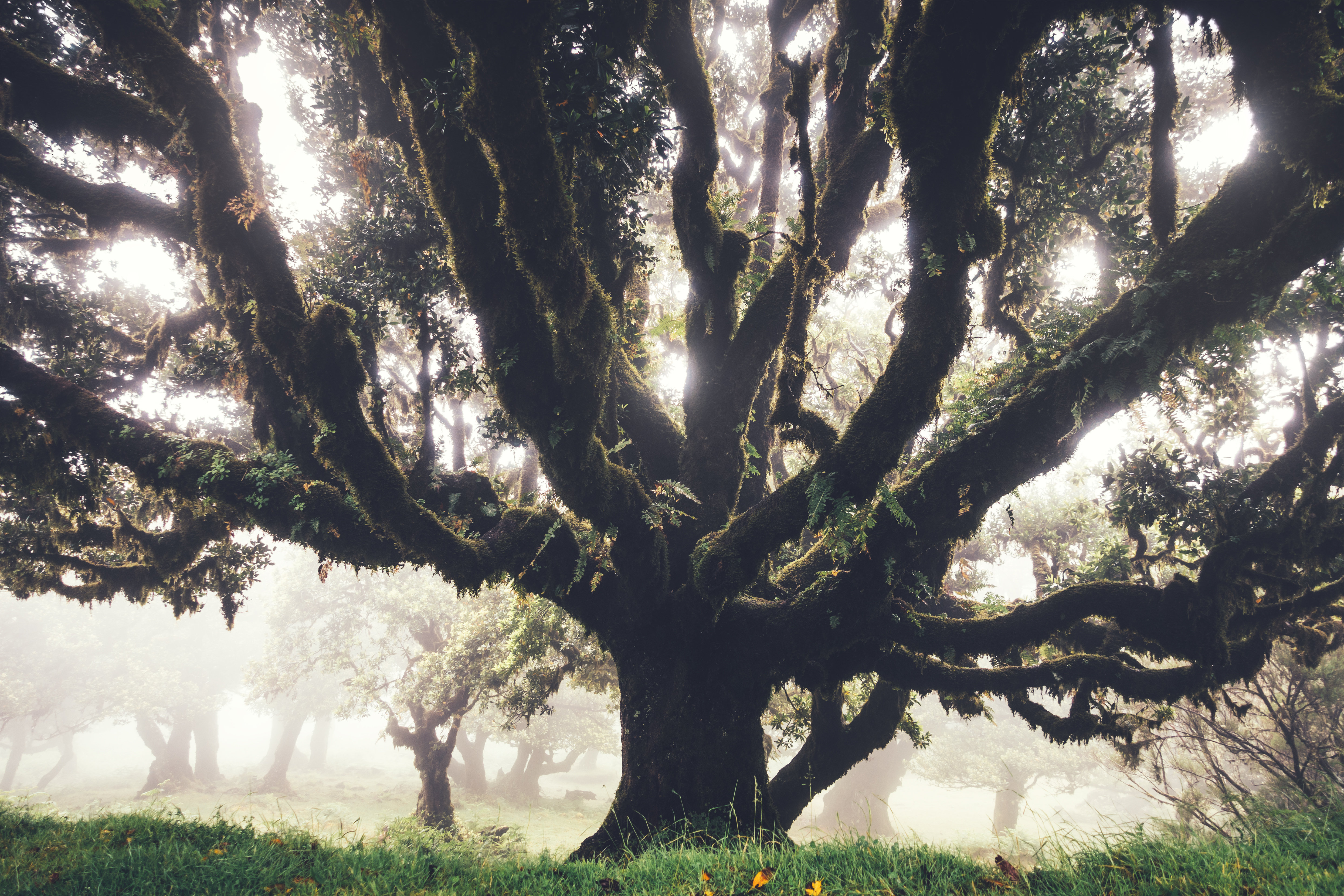 Winston Porter 1000 Years Old Laurel Trees by Borchee | Wayfair