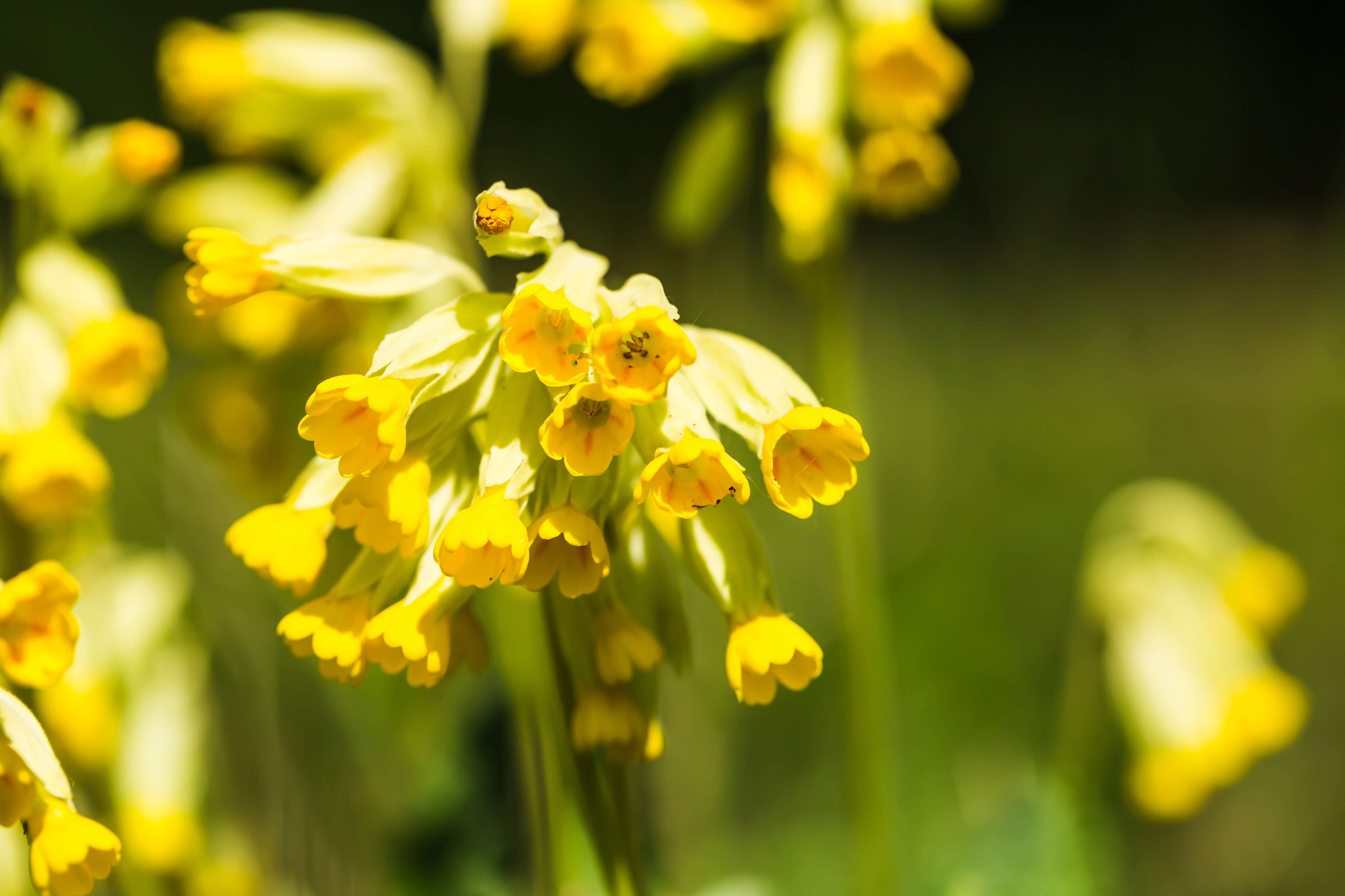 Hokku Designs Cowslip - Wrapped Canvas Photograph | Wayfair