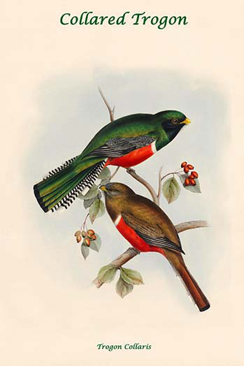 Buyenlarge Trogon Collaris Collared Trogon by John Gould - Graphic Art ...