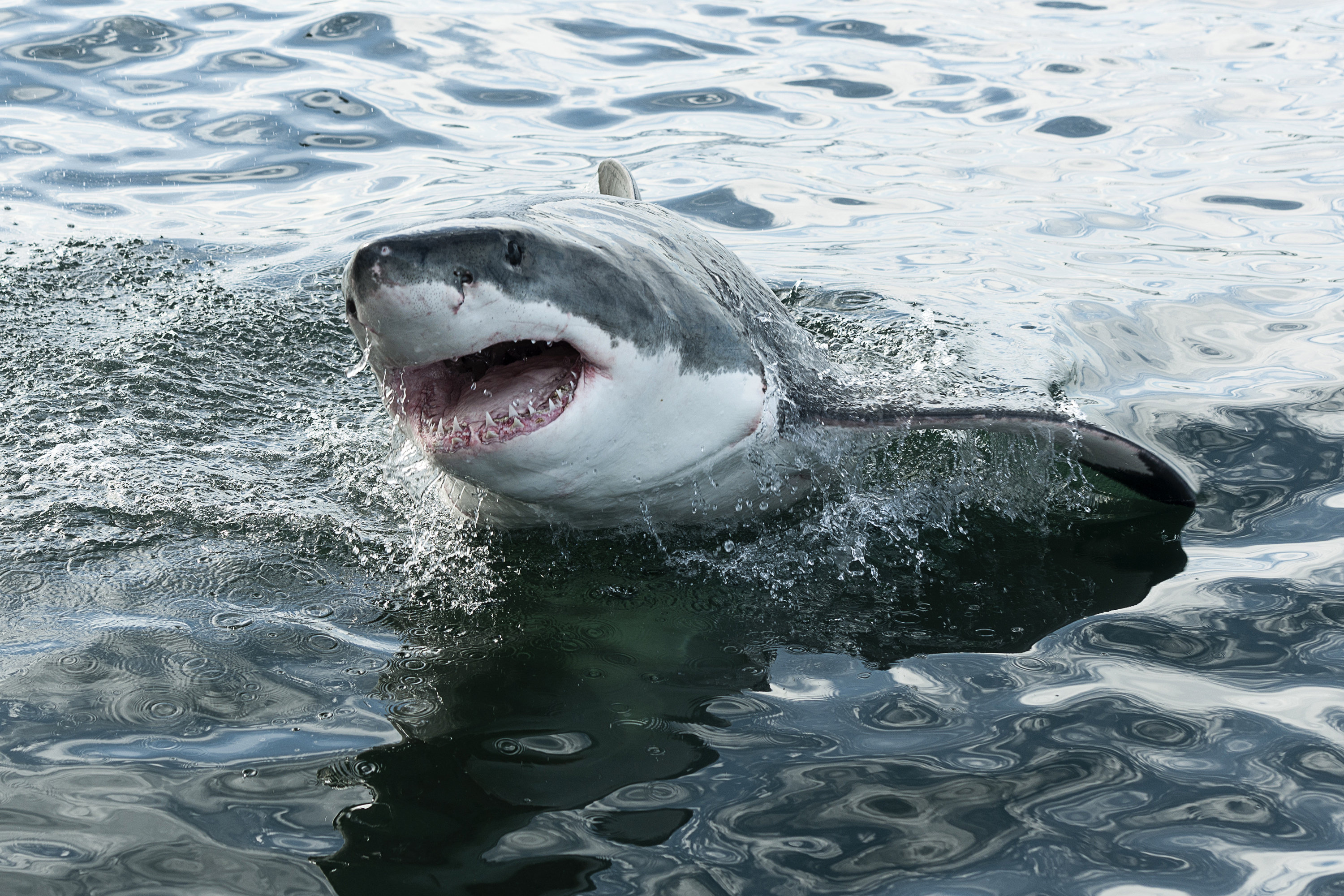 Highland Dunes Great White Shark by Elizabethhoffmann - Wrapped Canvas ...