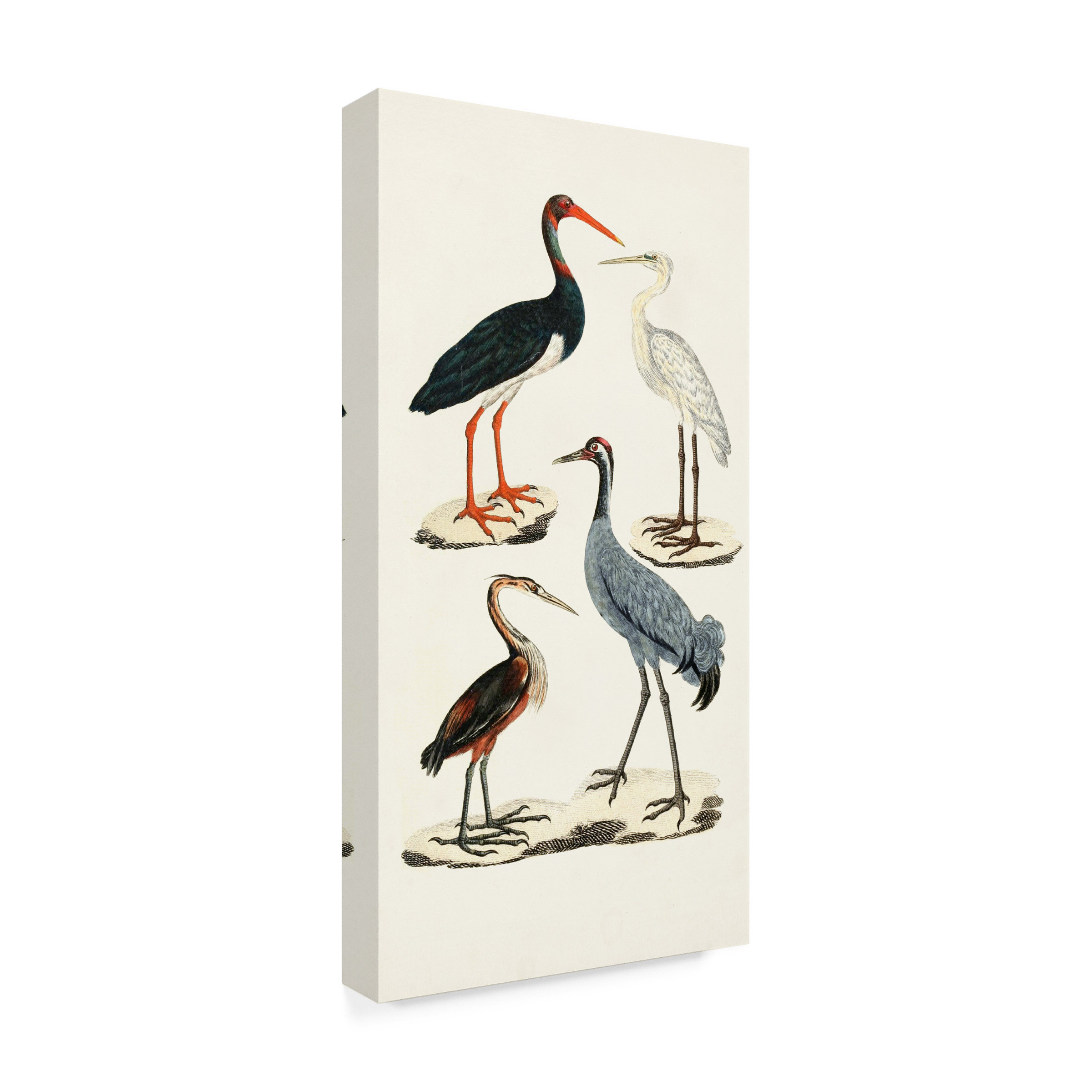 August Grove® Waterbird Varieties I - Unframed Print on Canvas | Wayfair