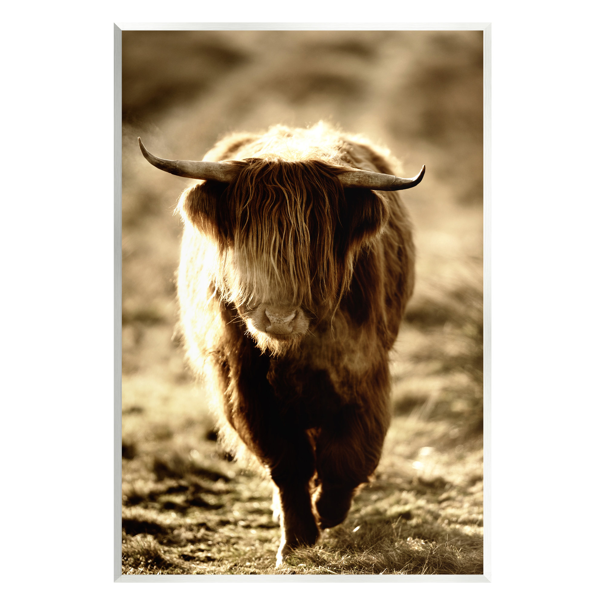 Stupell Industries Sunlit Highland Longhorn Cattle Wandering Rural ...