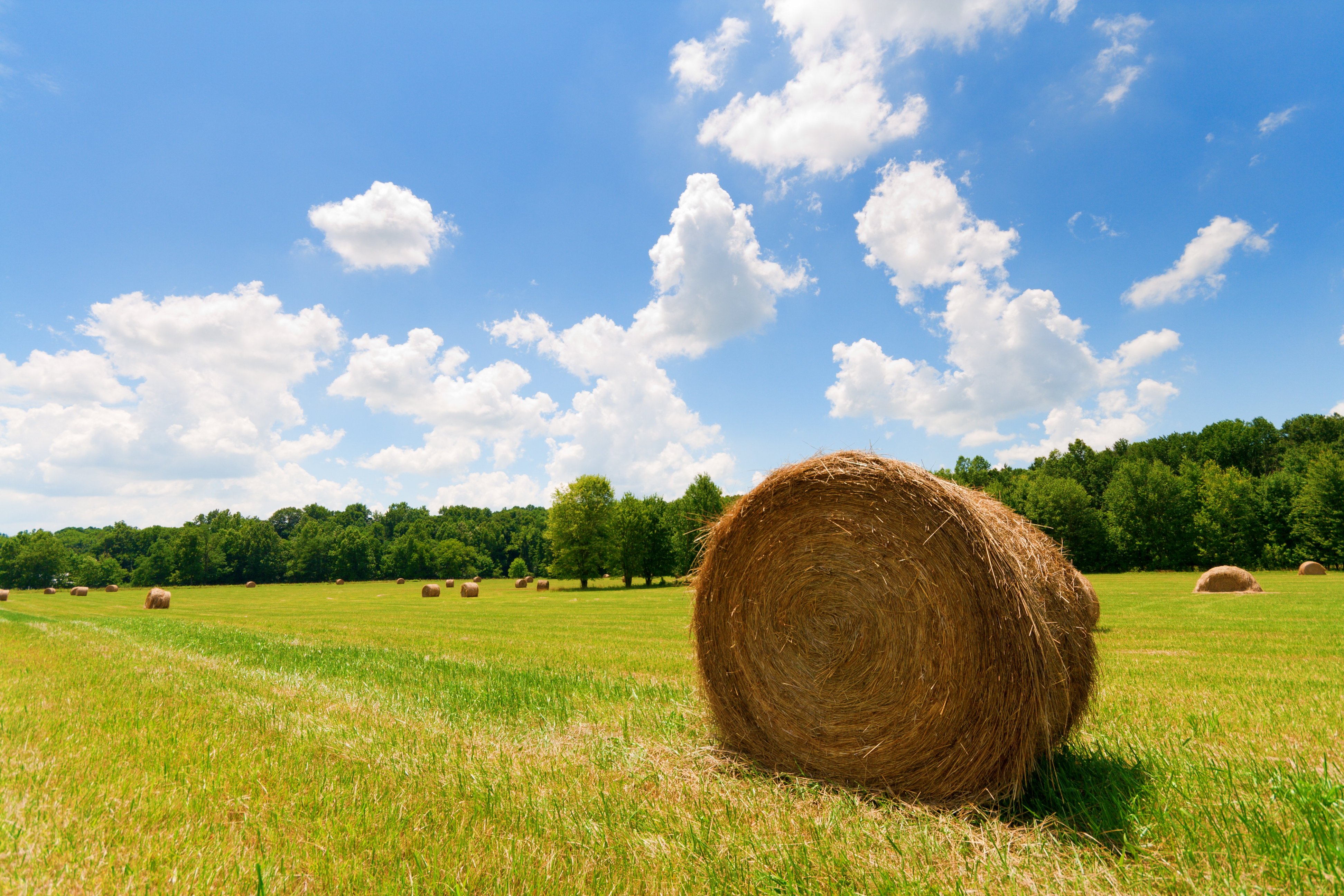 Ebern Designs Field of Hay Cut by Alexeys - Wrapped Canvas Photograph ...