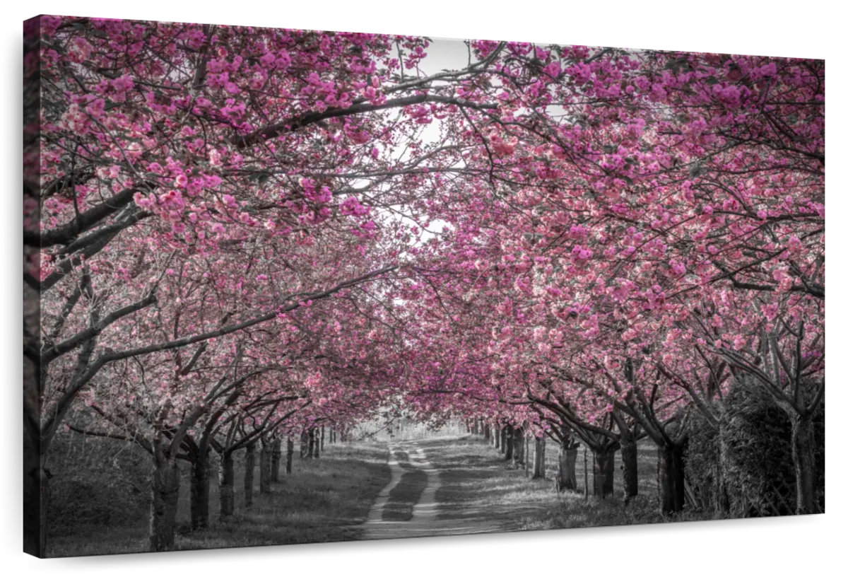 Lark Manor Harnek Lovely Cherry Blossom Alley In Pink - Wayfair Canada