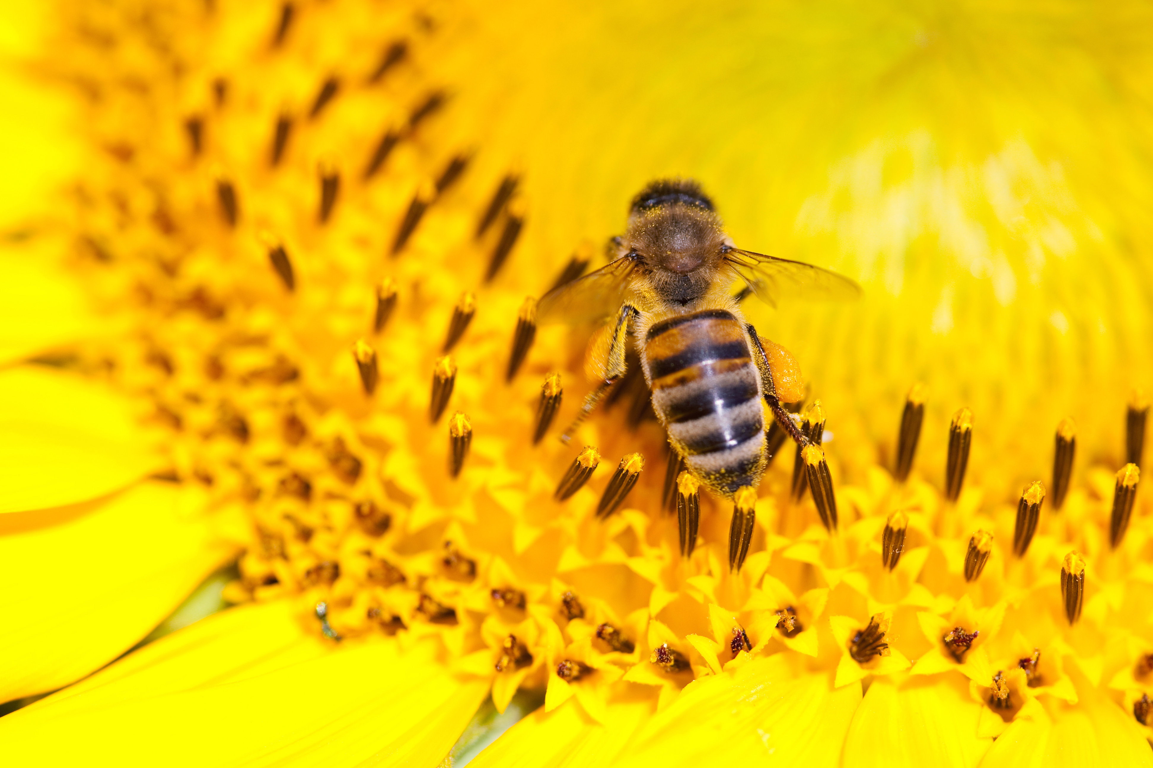 Gracie Oaks Bee - Wayfair Canada