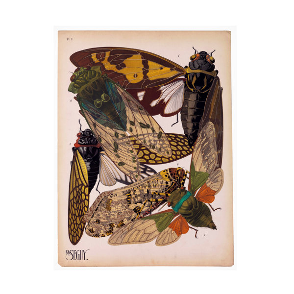 August Grove® " Insects Plate 11 " by Print Collection - Wayfair Canada