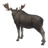 Hi-Line Gift Ltd. Standing Moose Statue & Reviews | Wayfair