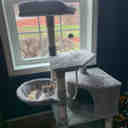 Tucker Murphy Pet™ 58" Bybee Cat Tree or Condo & Reviews | Wayfair