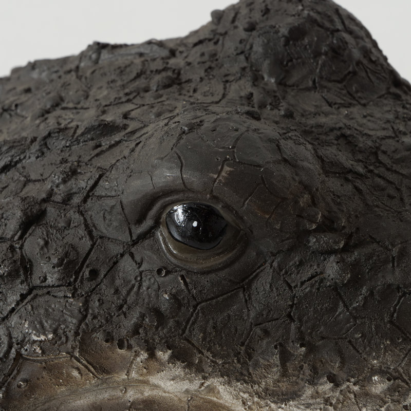 Bay Isle Home Davie Floating Crocodile Head Bust & Reviews | Wayfair