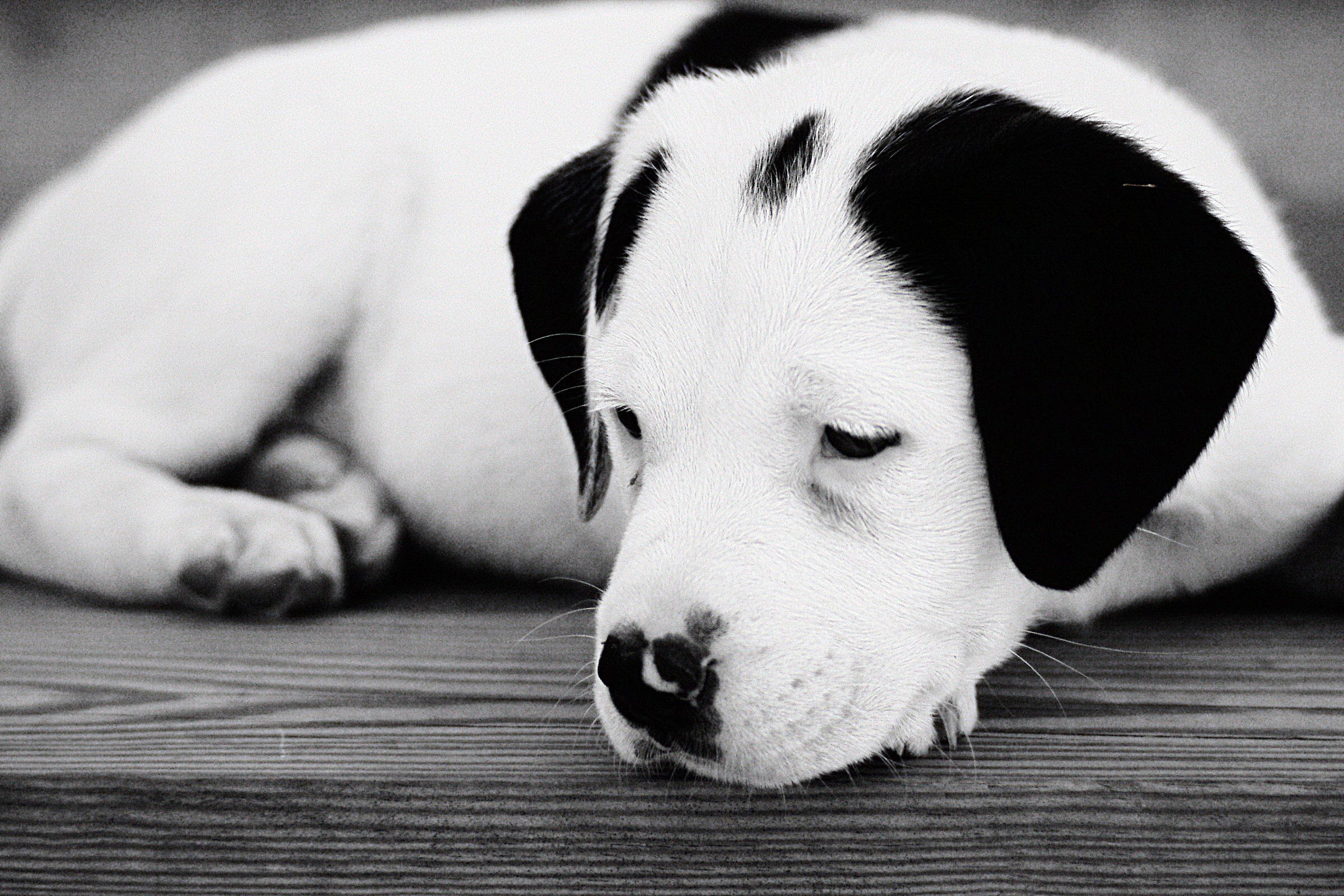 Hokku Designs Sad Puppy - Wayfair Canada