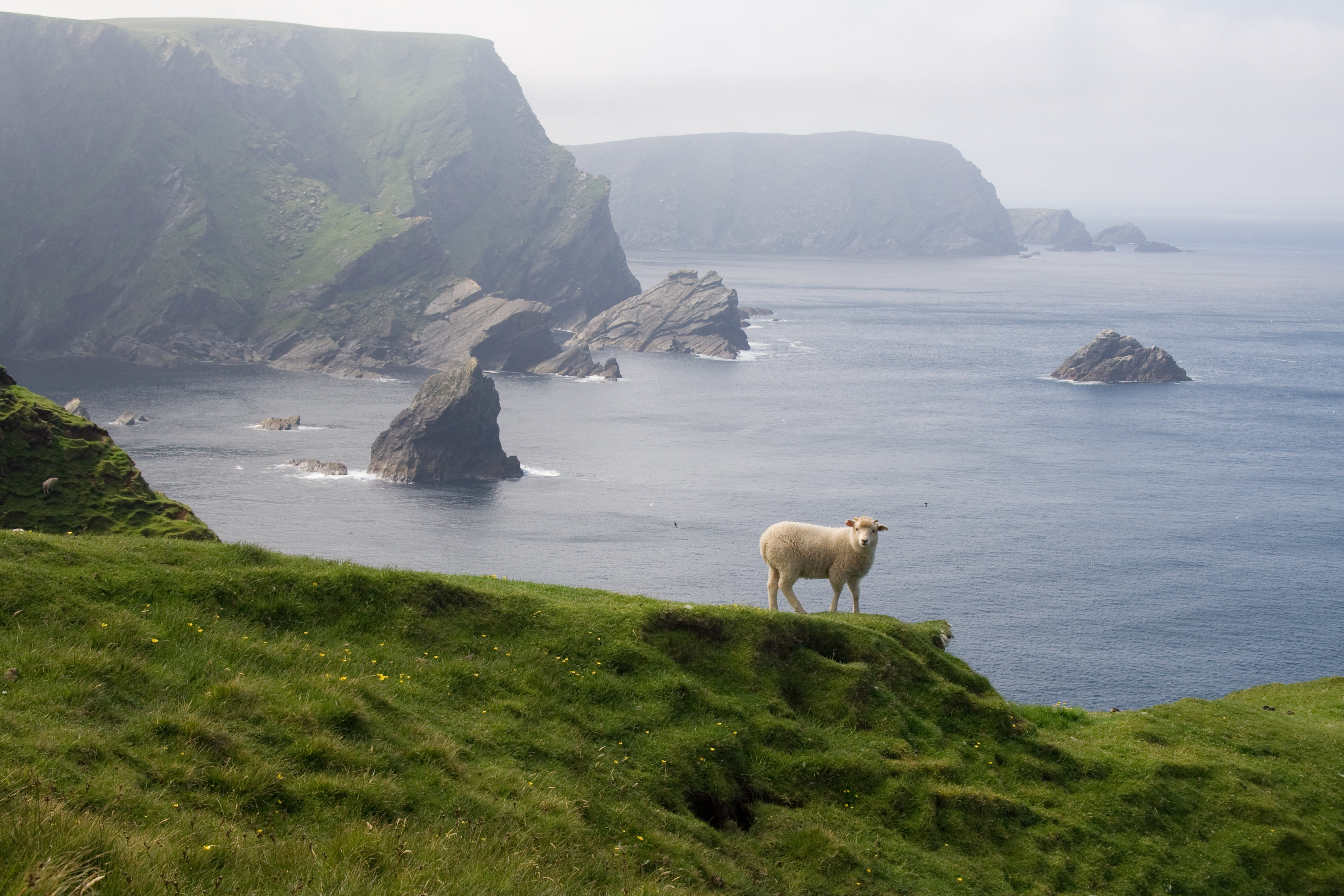 Highland Dunes Lamb at the Coast by Lisland | Wayfair