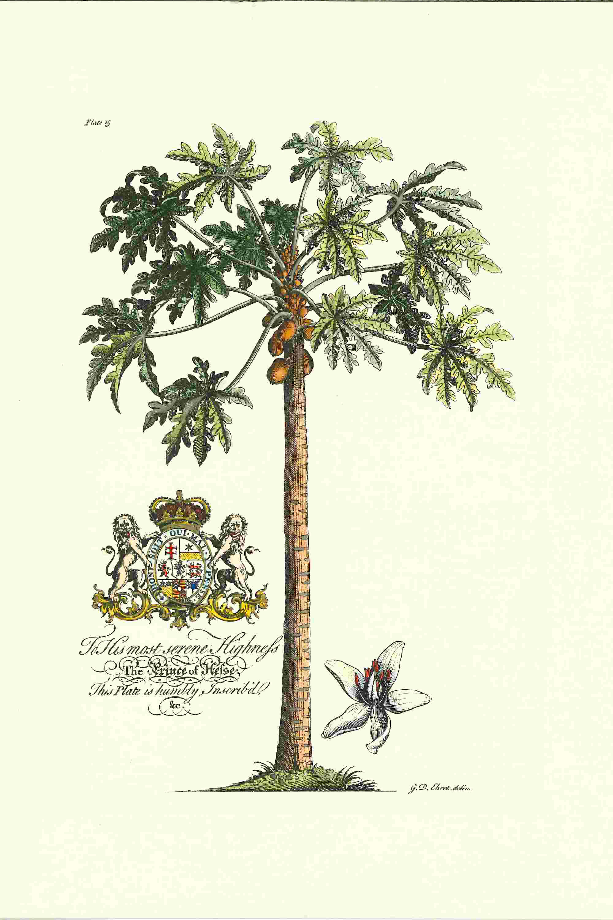 Bayou Breeze Scientific Illustration Tree 1 | Wayfair