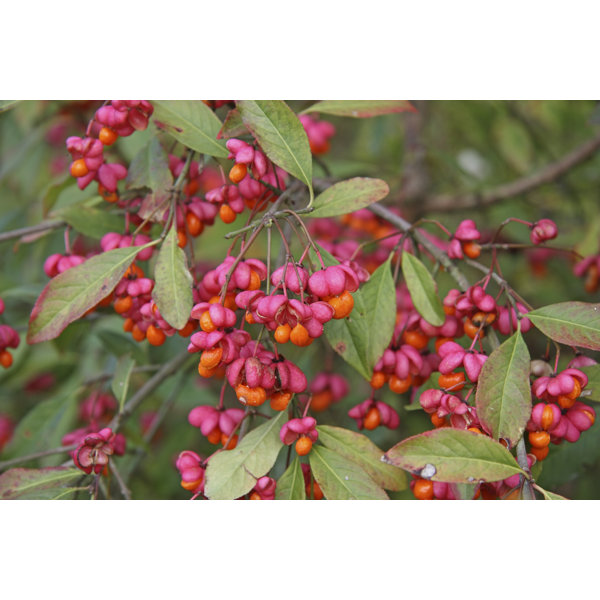 Marlow Home Co. Spindle by Typo-graphics - Wrapped Canvas Art Prints ...