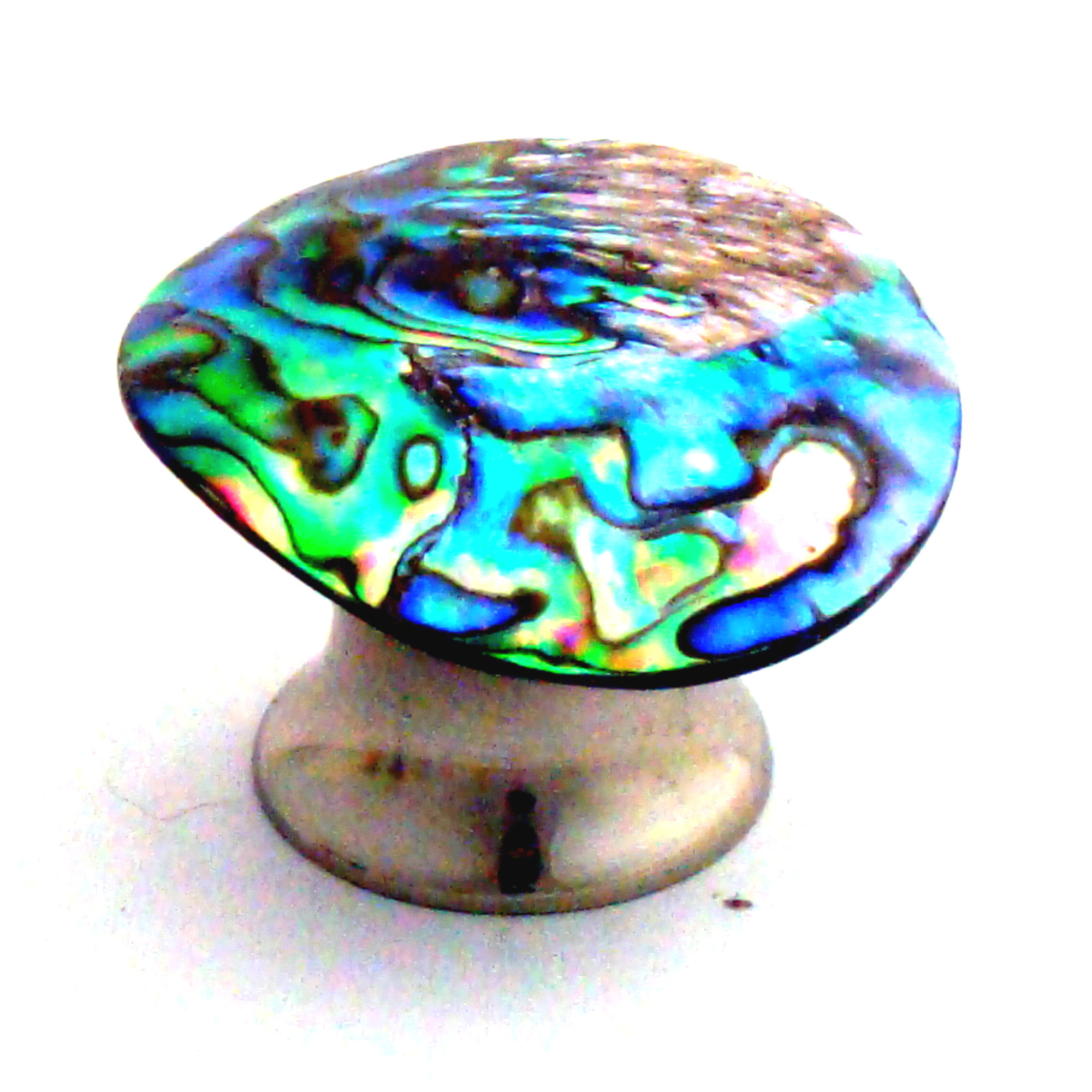 Orren Ellis Abalone Shell Wine Stopper | Wayfair