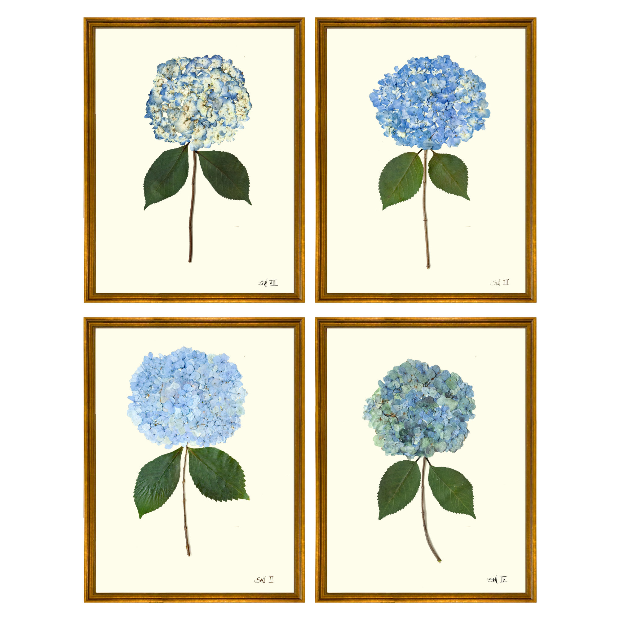 Botanicals by Sandy Set Of Pressed Hydrangea Giclees | Perigold