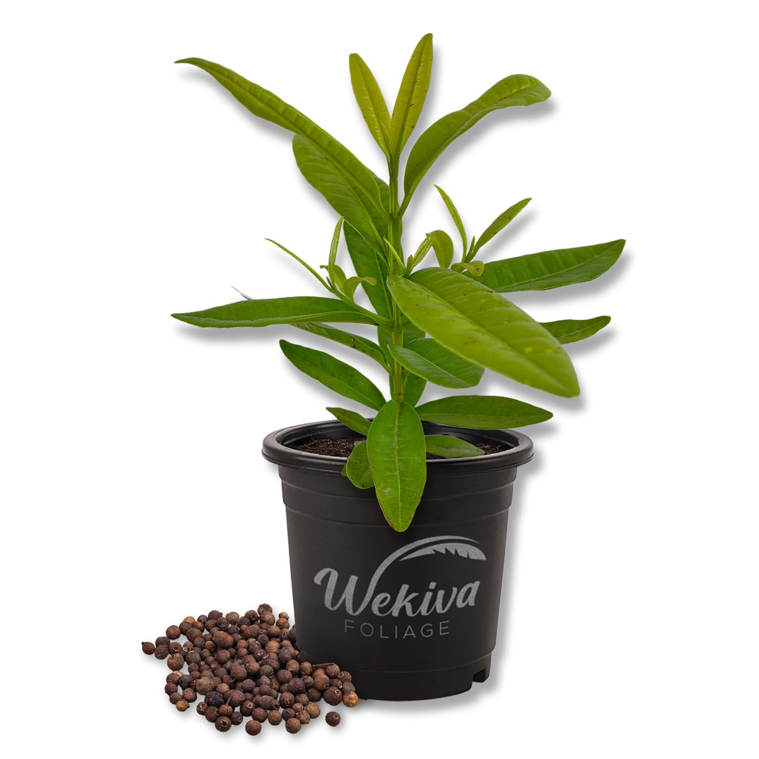 Wekiva Foliage LLC Allspice Tree - Live Plant in a 4 Inch Growers Pot ...