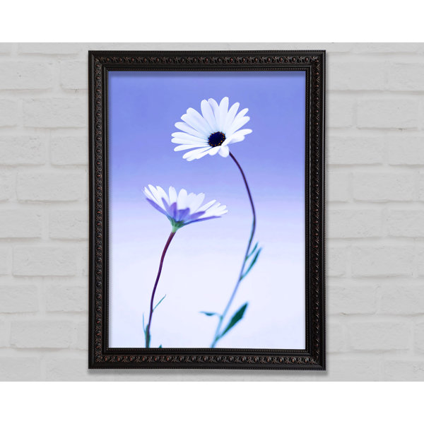 Bright Star Silver Daisy Duo On Lilac - Picture Frame Art Prints ...