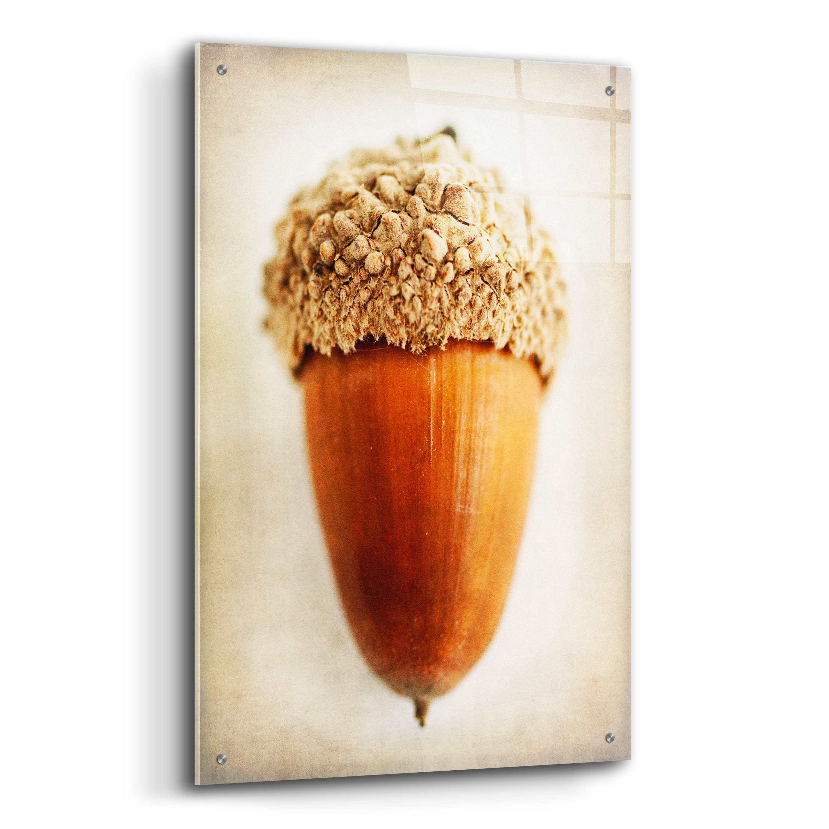 Loon Peak® 'Acorn' By Jessica Rogers On Plastic / Acrylic by Jessica ...