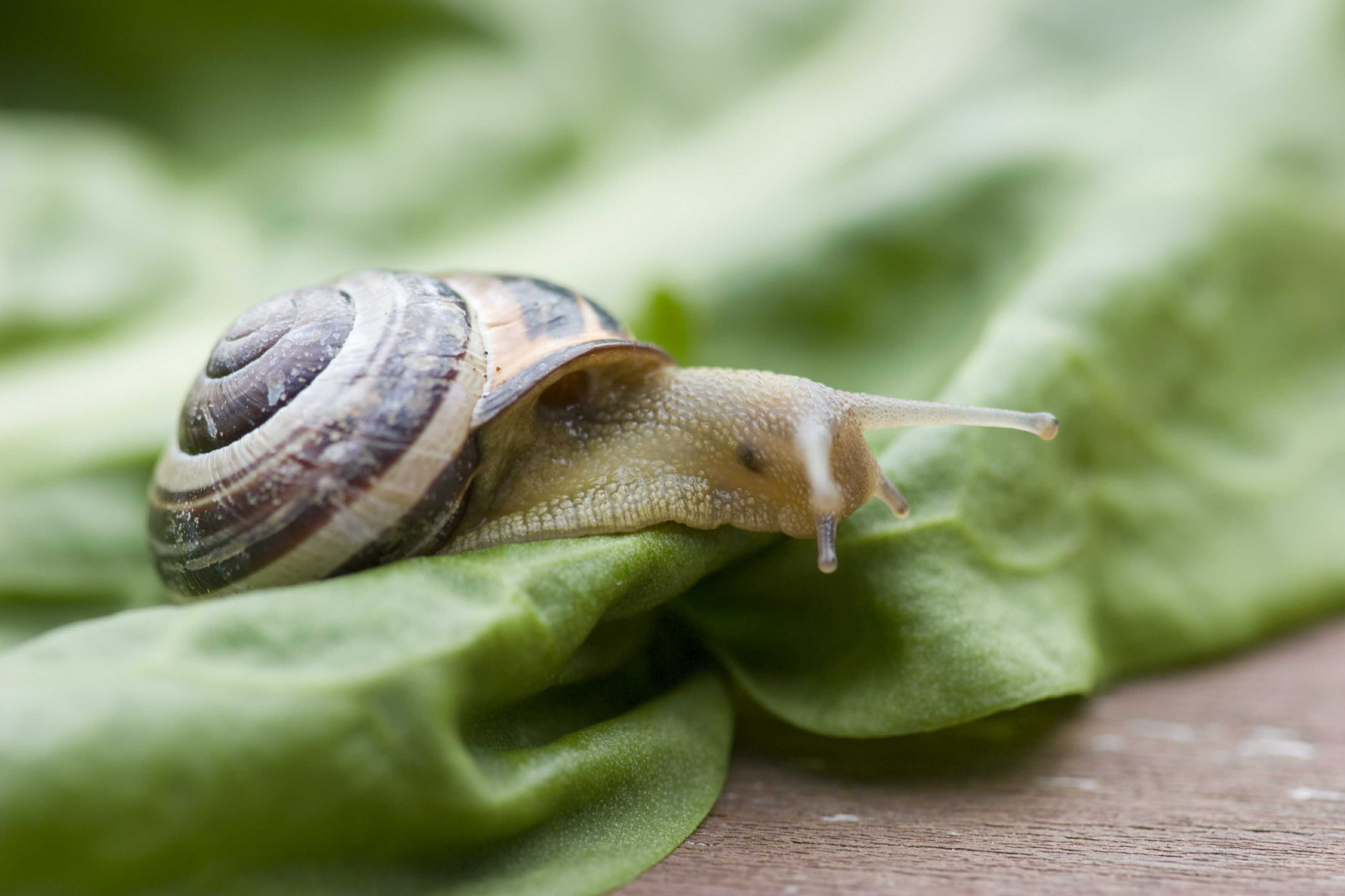 Ebern Designs Little Snail by Clopixe - Wrapped Canvas Photograph | Wayfair
