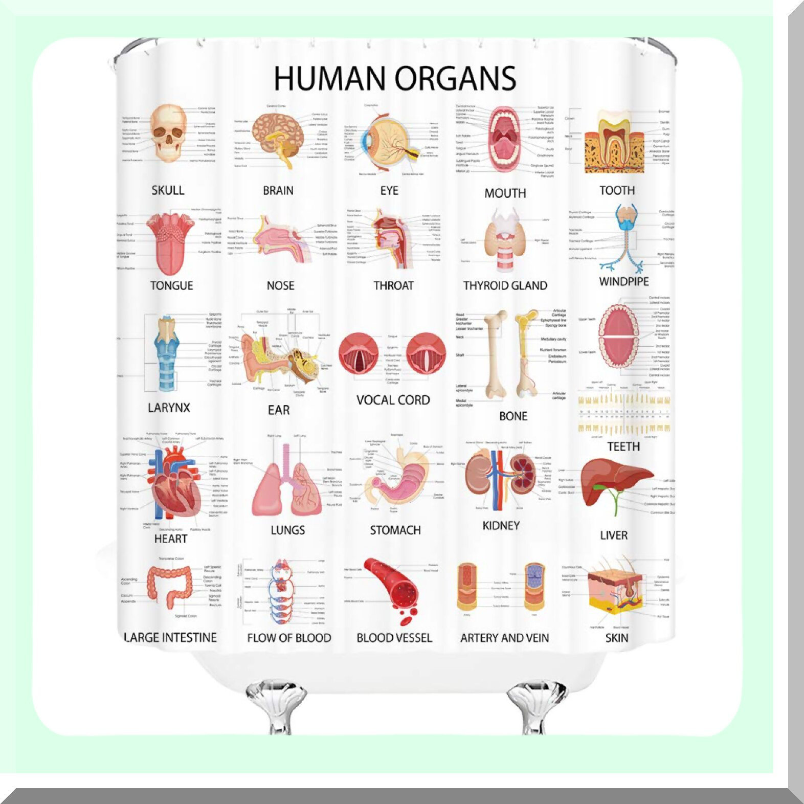 East Urban Home AnatomyLife Human Organs Shower Curtain - Medical Science Chart, White Fabric ...