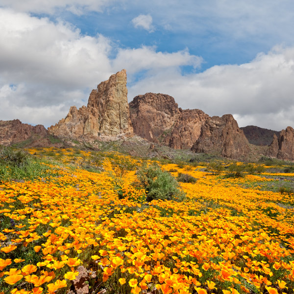 Alpen Home Meadow Of Wildflowers by JeffGoulden - No Frame Art Prints ...