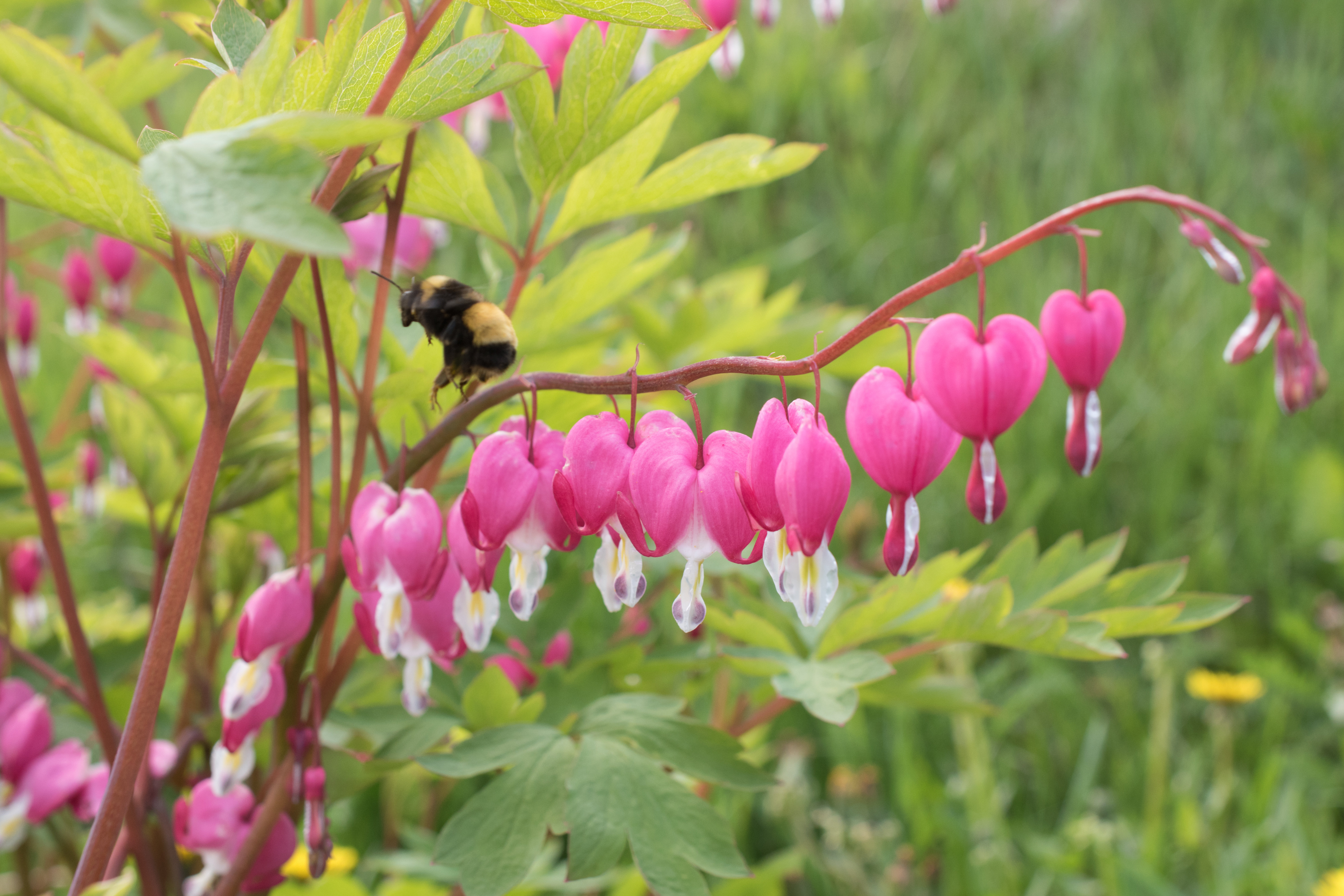 Wildon Home® Nibley Bleeding Hearts Close Up On Canvas by Greenseas ...