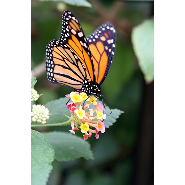 Latitude Run Jaquil Butterfly by JHaviv - Wrapped Canvas Print ...