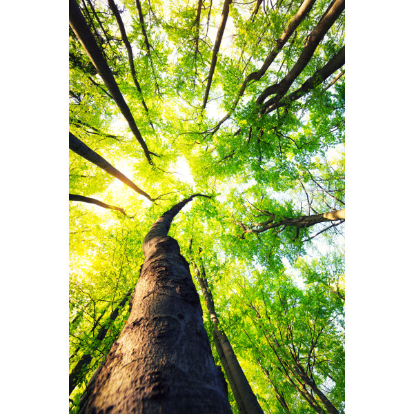 Alpen Home Beech Forest by Borchee - Wrapped Canvas Art Prints ...