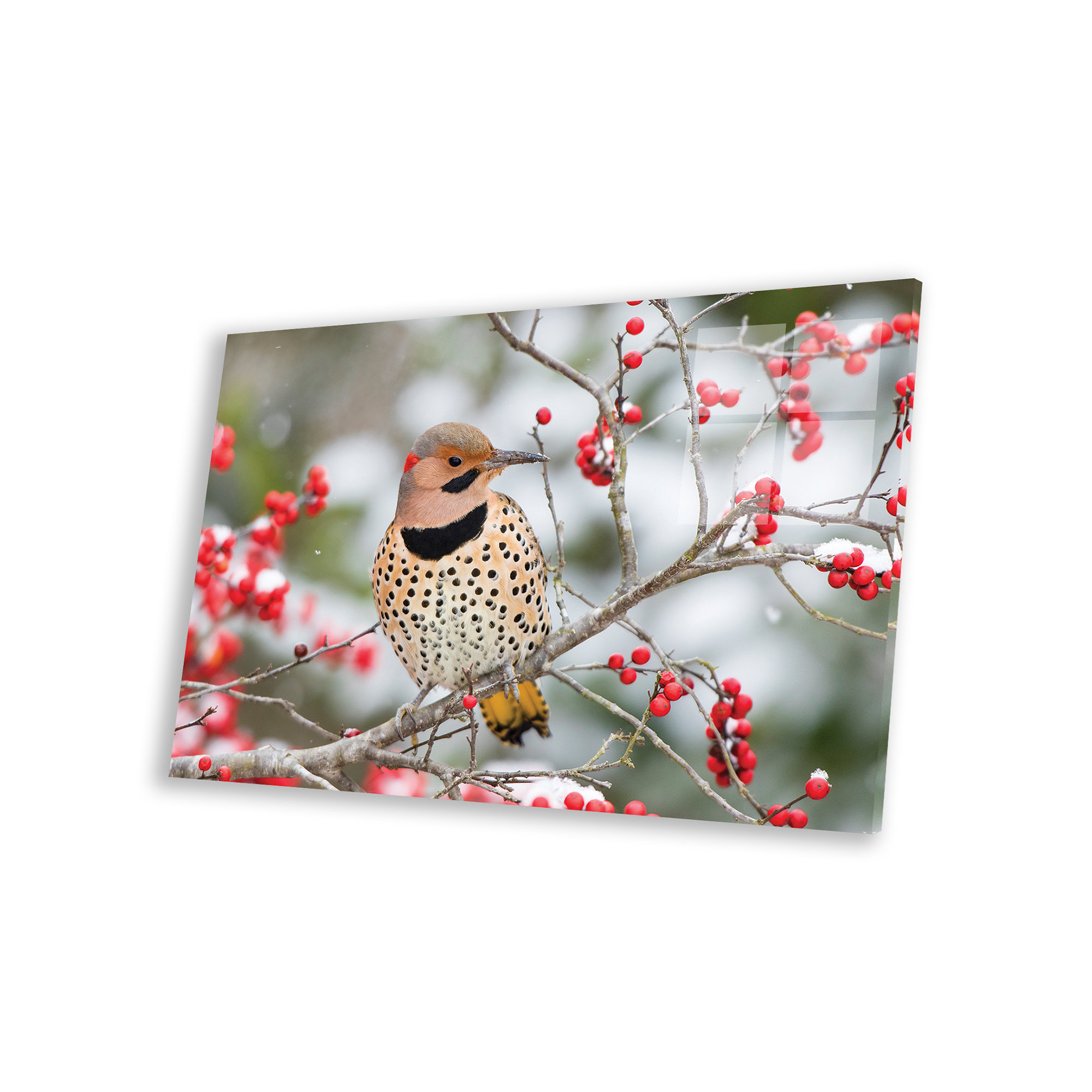 Ebern Designs Northern Flicker male in Winterberry bush in winter ...